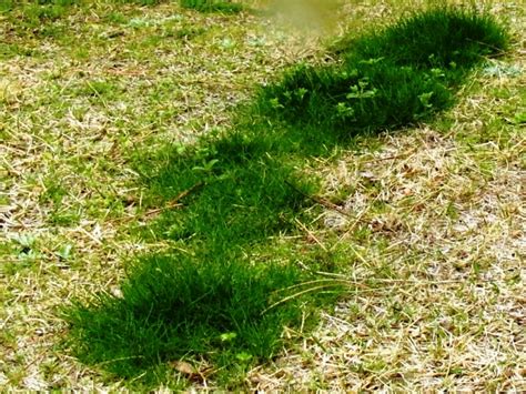 Urban Green稲毛高浜北団地の緑 雑草図鑑ナギナタガヤ