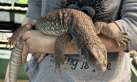 Full Grown Savana Monitor