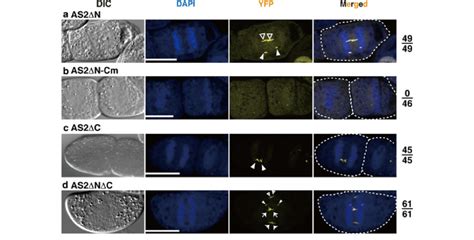 Subcellular Localization Of Deletion Mutants Of As2 In M Phase Cells Of Download Scientific