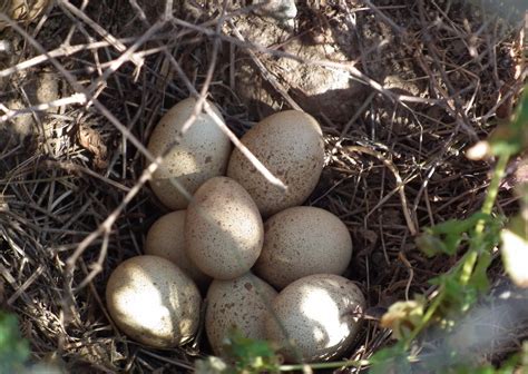 Red Legged Partridge Eggs