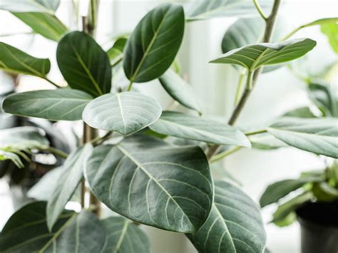 Indoor Ficus Tree Leaf