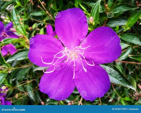 Tibouchina Urvilleana Other Names The Princess Flower Purple Glory
