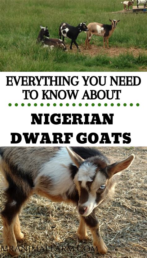 Here Is Everything You Need To Know To Get Into Raising Nigerian Dwarf