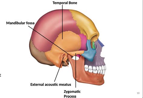 Cranium Lateral View Diagram Quizlet