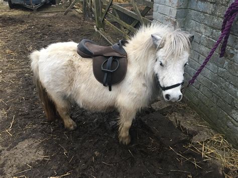 Smol Bean And Her Smol Saddle Scrolller