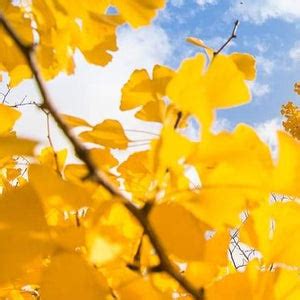 Ginkgo Sky Tower Southern Scapes Nursery