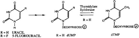 Biosynthesis Of Dtmp Download Scientific Diagram
