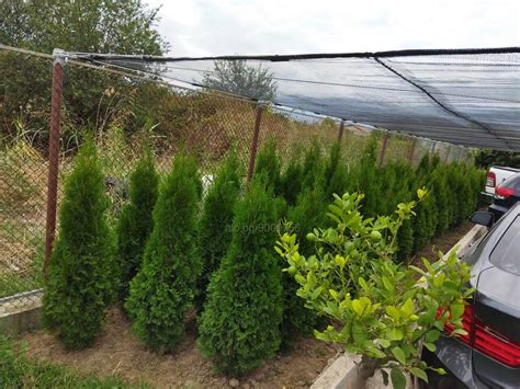 Туи жива ограда Цветя декоративни растения Пловдив Продавам Източни Туи Смарагд за