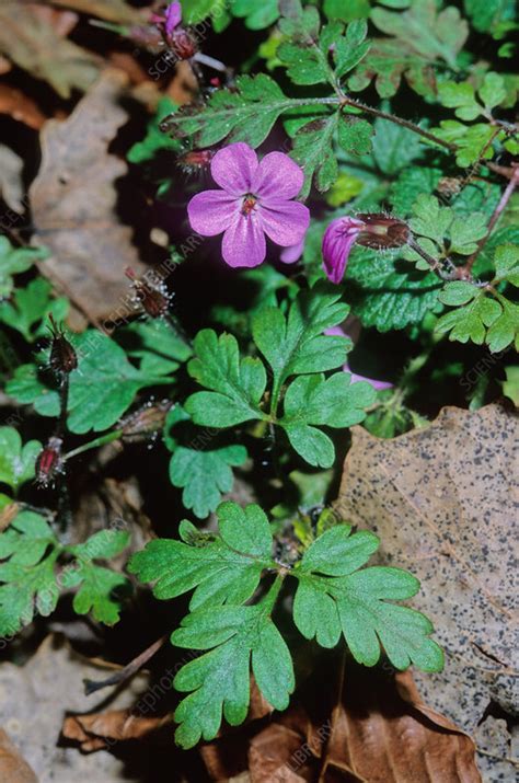Herb Robert Geranium Robertianum Stock Image B812 1066 Science