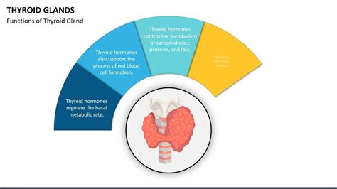 Thyroid Glands Animated Presentation Youtube