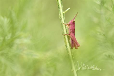 Pink Grasshopper With Genetic Mutation Known As Erythrism Which Causes A Reddish Discolouration