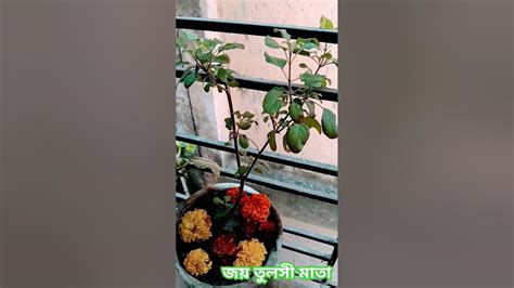 তুলসী মাতার মন্ত্র জয় তুলসী মাতা হরে কৃষ্ণ Youtube