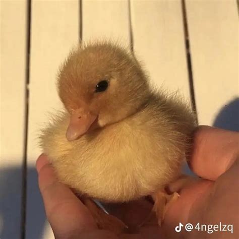 Jade Maxim S Post Lemon