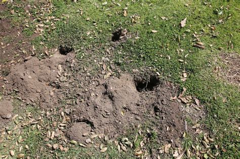 Gopher Hole In The Ground Gopher Holes Or Golpher Homes Underground In