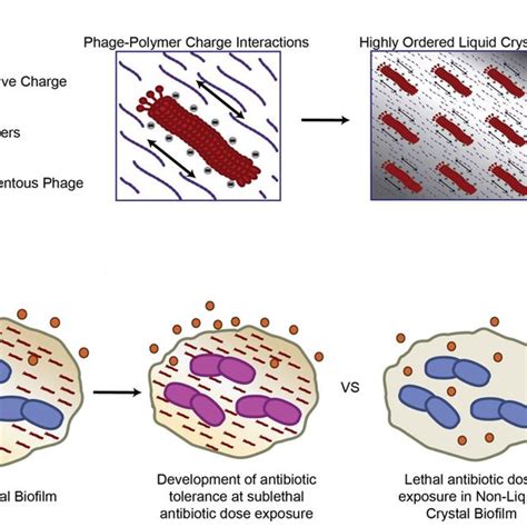 Filamentous Bacteriophages Inoviruses Increase Antimicrobial