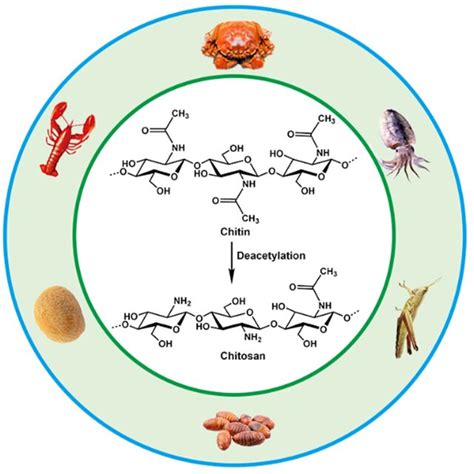 Sources And Chemical Structures Of Chitin And Chitosan Download Scientific Diagram
