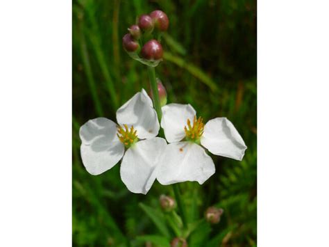 アギナシ Sagittaria aginashi かぎけん花図鑑