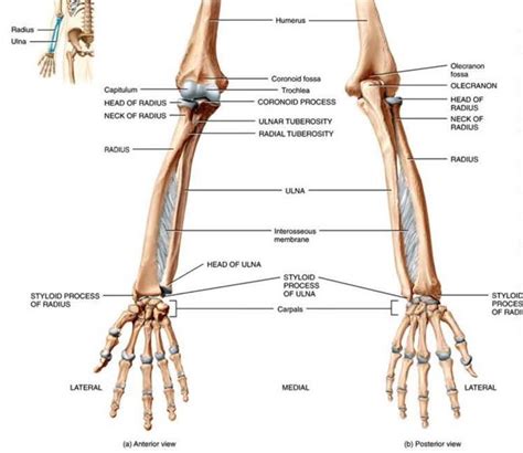 10 Diagram Of Elbow Bones Fionnahedda