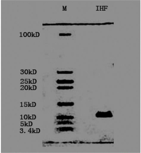 Method For Improving Pcr Amplification Sensitivity By Using Integrated Host Factor Eureka