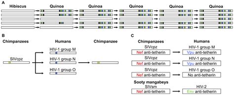 Examples Of Parallel Adaptations Following Host Shifts A Parallel Download Scientific