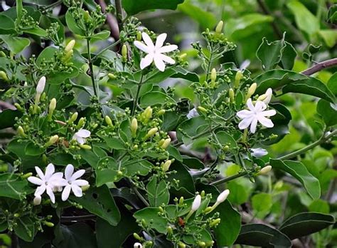 Gravendo Live Rare Juhi Jasminum Auriculatum Live Flower Plant With