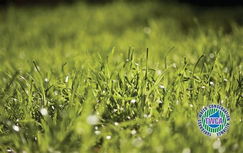 Bonsai™ Dwarf Tall Fescue Turf Type Tall Fescue Blend Platinum Quality