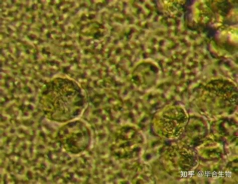 干细胞污染常见细胞 知乎