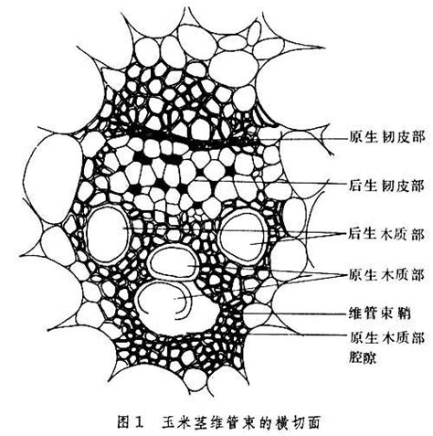 维管束 360百科
