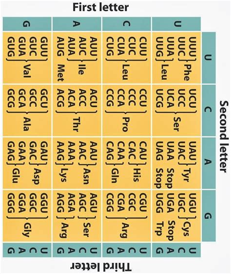 Solved Transcribe And Translate The Following DNA Sequence Chegg Com