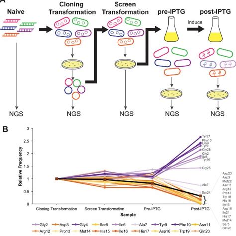 High Throughput Screen Methodology A The Library Was Sequenced Ngs Download Scientific