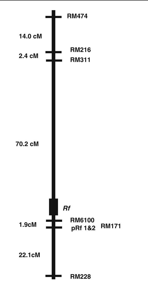 Linkage Map Of Rice Chromosome 10 Showing Relative Distance