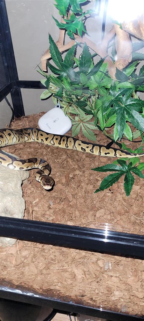 Ivy Finally Exploring Climbing Glass Surfing And More Rballpython