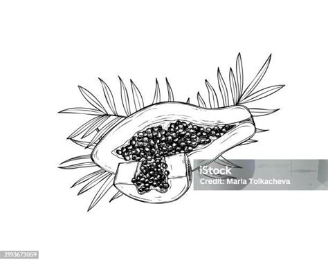 벡터 열대 절반 슬라이스 파파야 과일 씨앗과 야자수 잎 손으로 그린 그림 검은 잉크로 그린 달콤한 Pawpaw 디저트 그래픽 스케치 그림 인쇄용 여름 과즙이 많은 과일 0