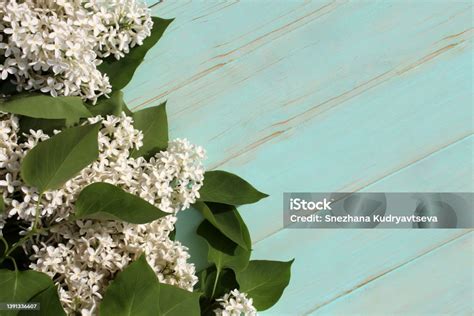 하얀 라일락 꽃은 텍스트를위한 공간이있는 청록색 나무 배경에 놓여 있습니다 0명에 대한 스톡 사진 및 기타 이미지 0명 개화기 경계 Istock