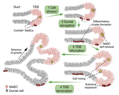 First Look At Stem Cells Shaping Healthy Breast Tissue Hubrecht Institute