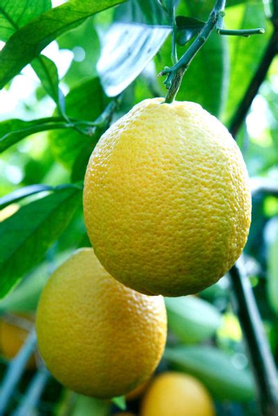 Jaffa Shamouti Orange The Citrus Centre