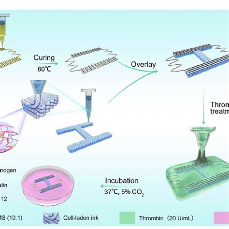 Schematics Of The 3d Bioprinting Set Up Fabricating Procedures And Download Scientific Diagram