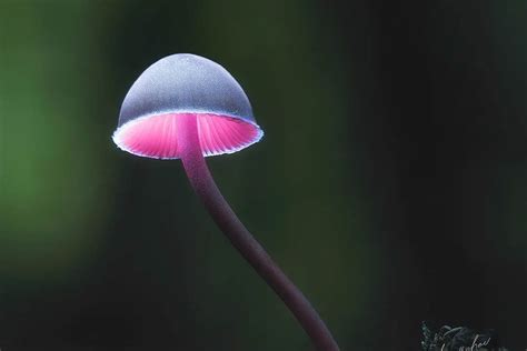 Tiny Wonders Mesmerizing Macro Photos Showcasing The Hidden Beauty Of Nature