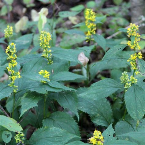 Solidago Flexicaulis Zig Zag Goldenrod Keystone Wildflowers