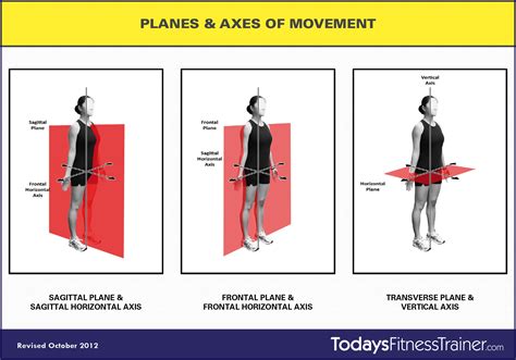 Understanding Exercise Planes Axes And Movement Sagittal Plane Human Anatomy And
