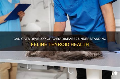 Can Cats Develop Graves Disease Understanding Feline Thyroid Health