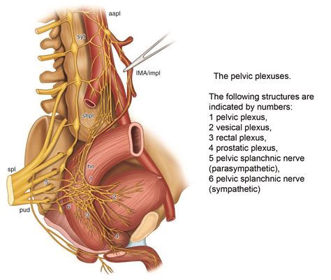 Medical Terms Сlinical Сases Pelvic plexus