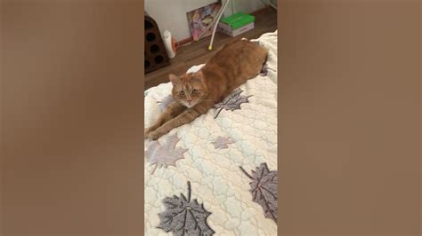 КОТ РЯДОМ Youtube