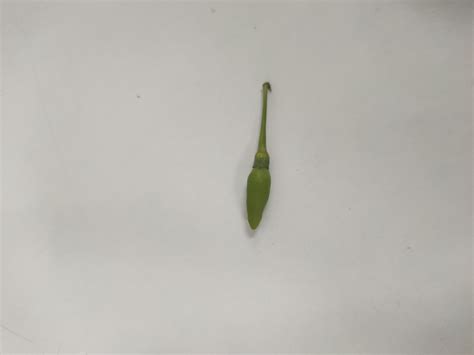 chilli classification object detection dataset by project404
