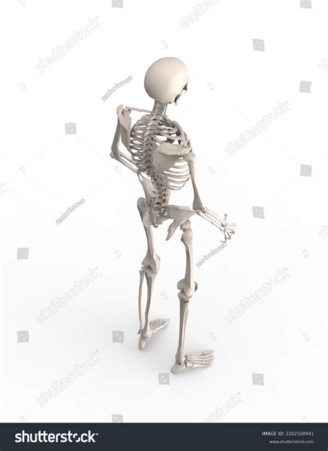 Skeleton Male Human Body By 3dcg Stock Illustration 2202508941 Shutterstock