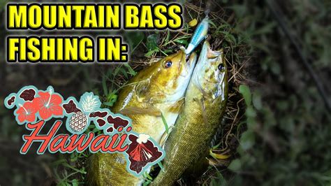 Hawaii Fishing For Smallmouth Bass In Mountain Stream Topwater Madness