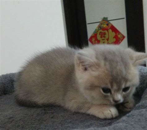 英短蓝金渐层猫多少钱一只 神奇评测