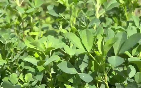 紫花苜蓿是什么植物？ 蜜源植物 酷蜜蜂