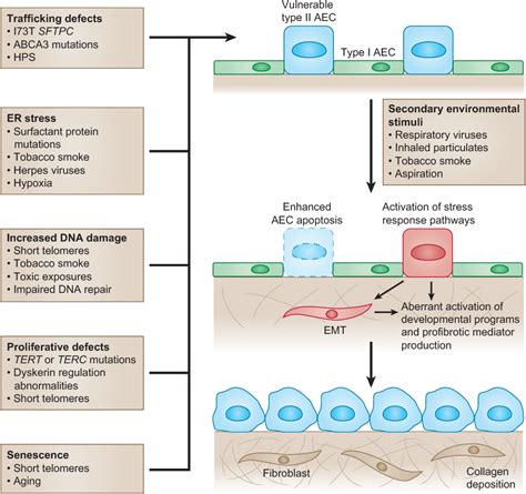 Figure 1 From Genetic Studies Provide Clues On The Pathogenesis Of