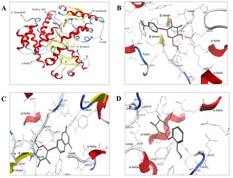 Predicted 3d Ribbon Structures Of Bteqβgluc And Substrates Predicted